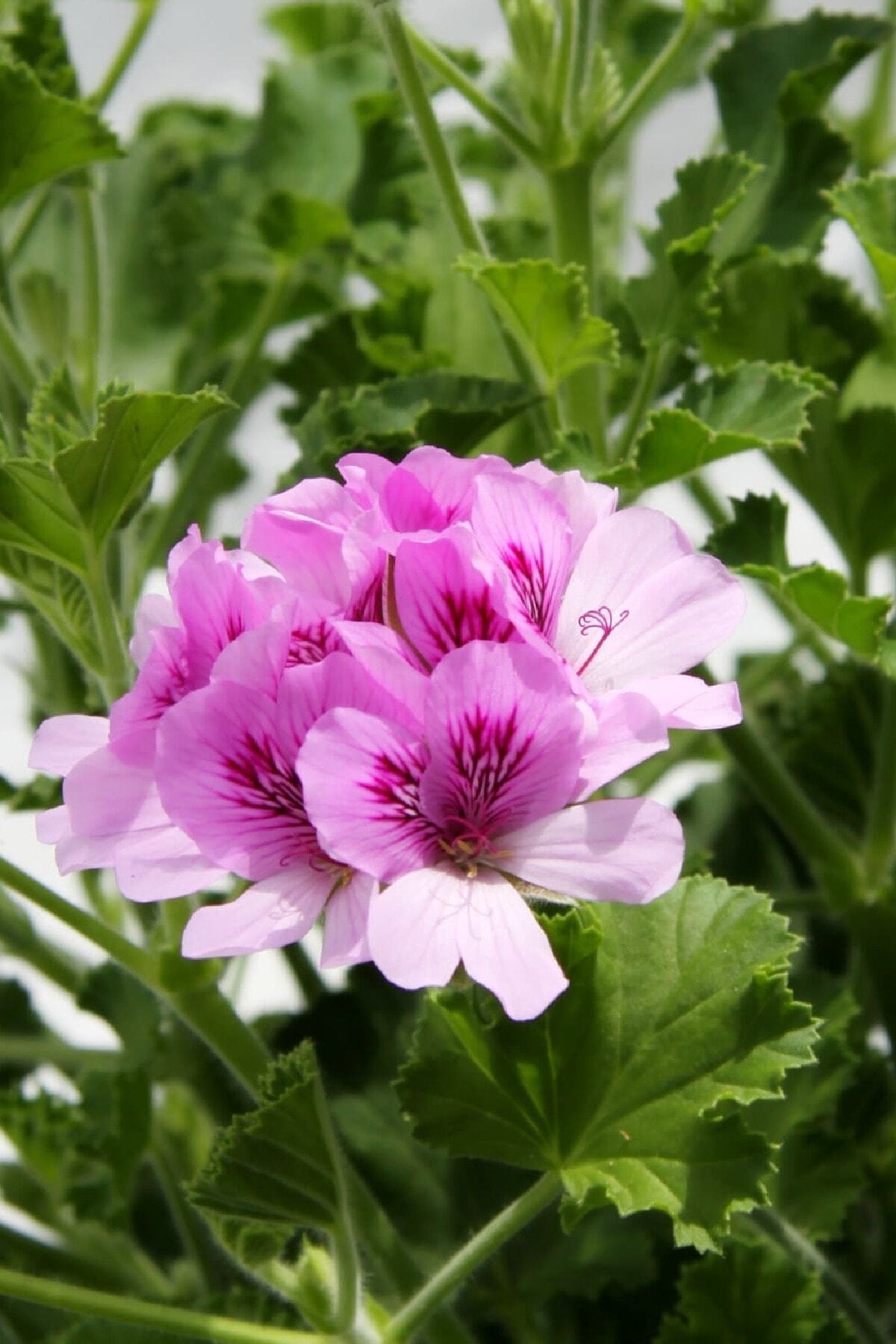 Gardina Kola Kokulu Sardunya Fidesi Yoğun Kokulu ( Pelargonium Species ...
