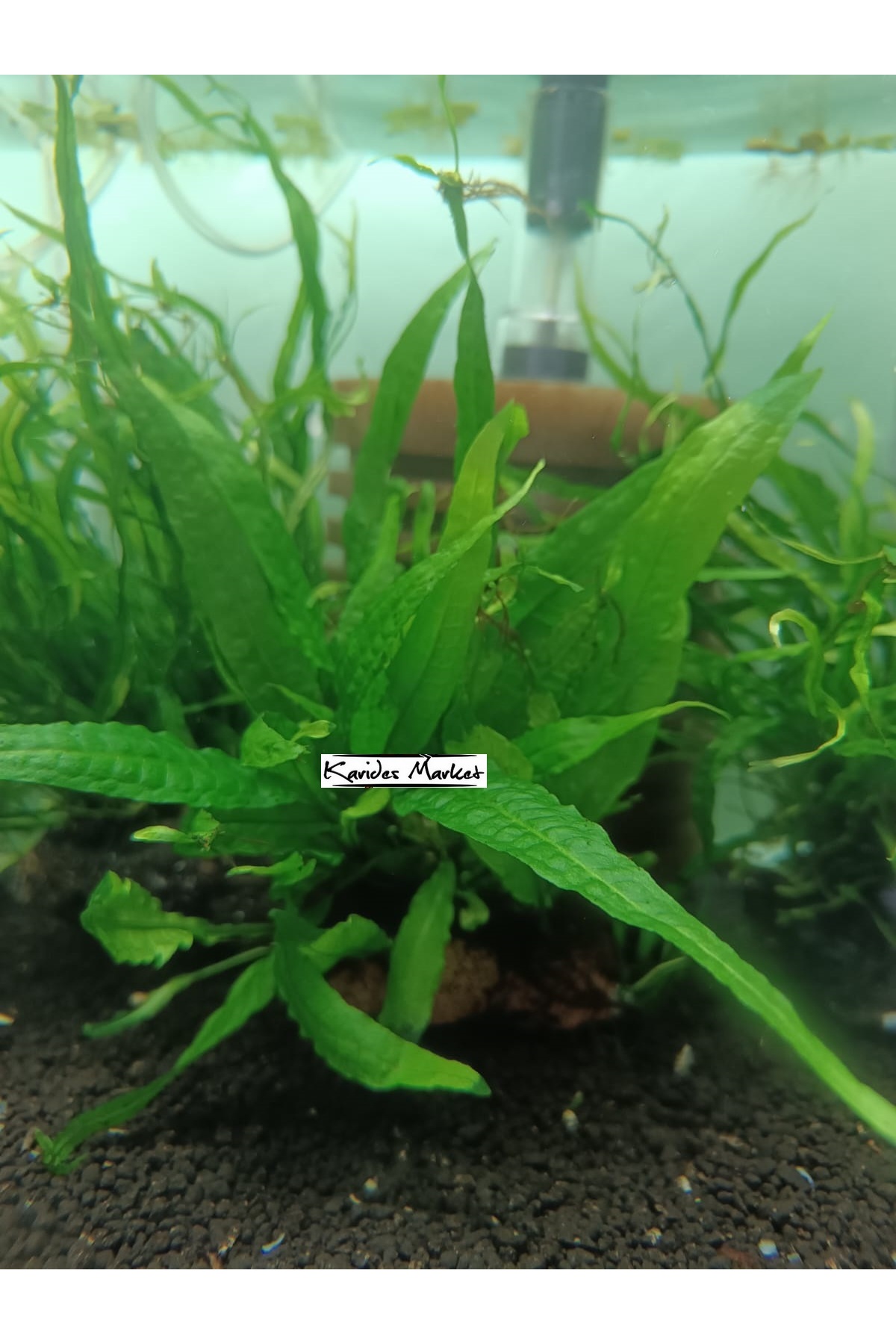 KARİDES MARKET Microsorium Pteropus Java Fern 4-6 Yaprak Canlı Bitki ...