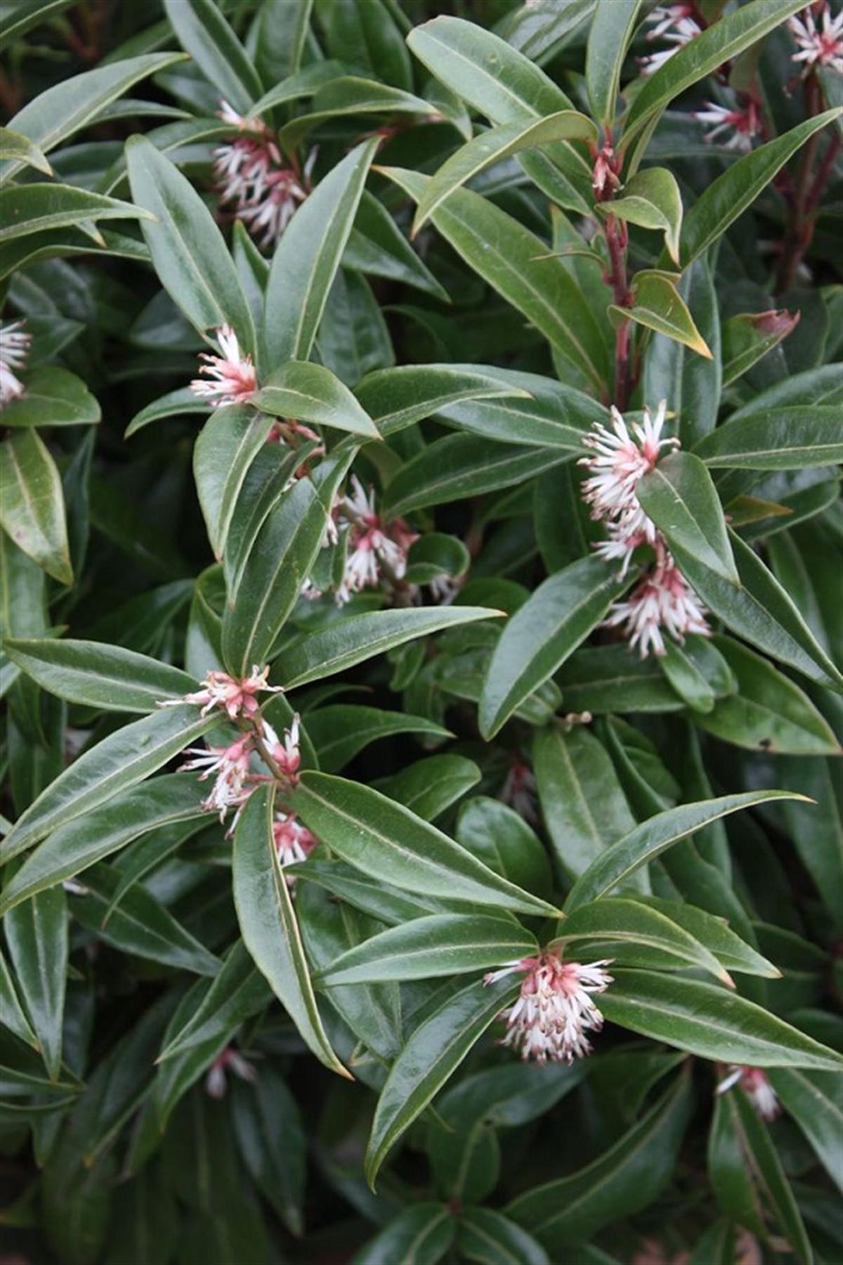 1001fidan Sarcococca Humilis, Bodur Parfüm Kutusu Fidesi Winter Gem ...