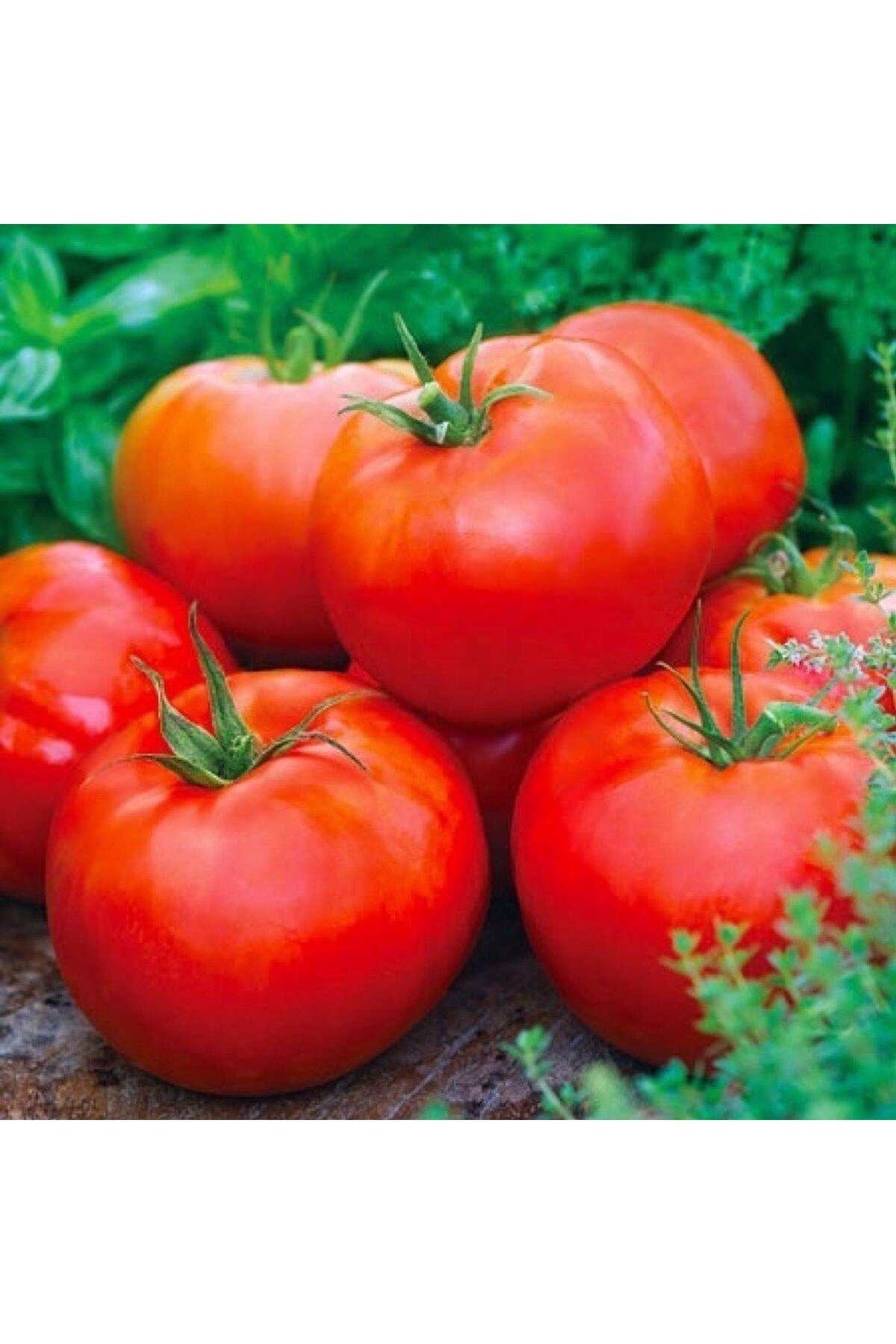 Genel Markalar Yerli İri Oturak Domates Falcon 100 Adet tohum Fiyatı ...