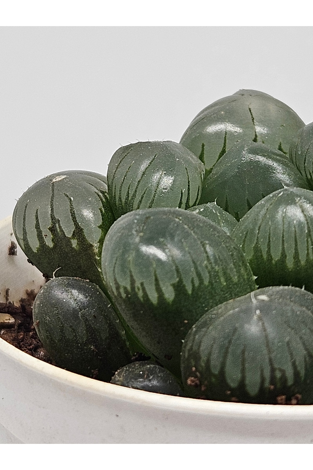 DOĞA BAHÇESİ Haworthia Obtusa Blue Yarı Saydam Yapraklı Çok Nadir ...