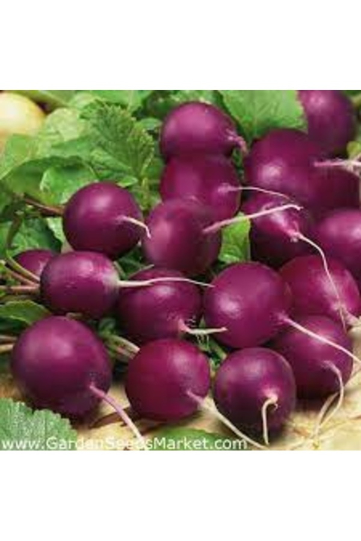 Köy Tohumları 150 Adet Tohum Nadir Mor Turp Tohumu Organik Hobi Bahçe ...