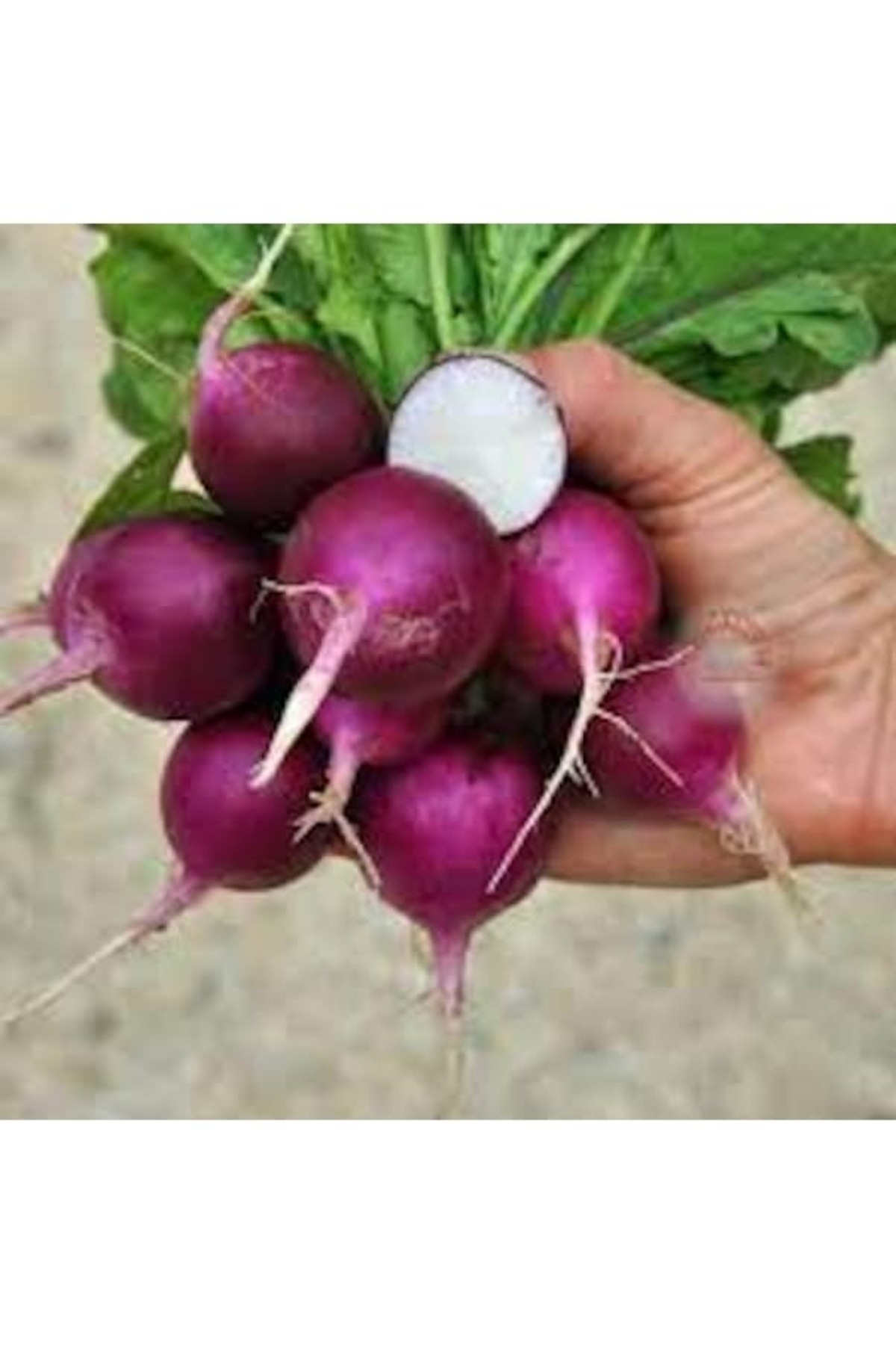 Köy Tohumları 20 Adet Tohum Organik Hobi Balkon Mor Peynir Turp Tohumu Hediye Tohumlu Fiyatı ...