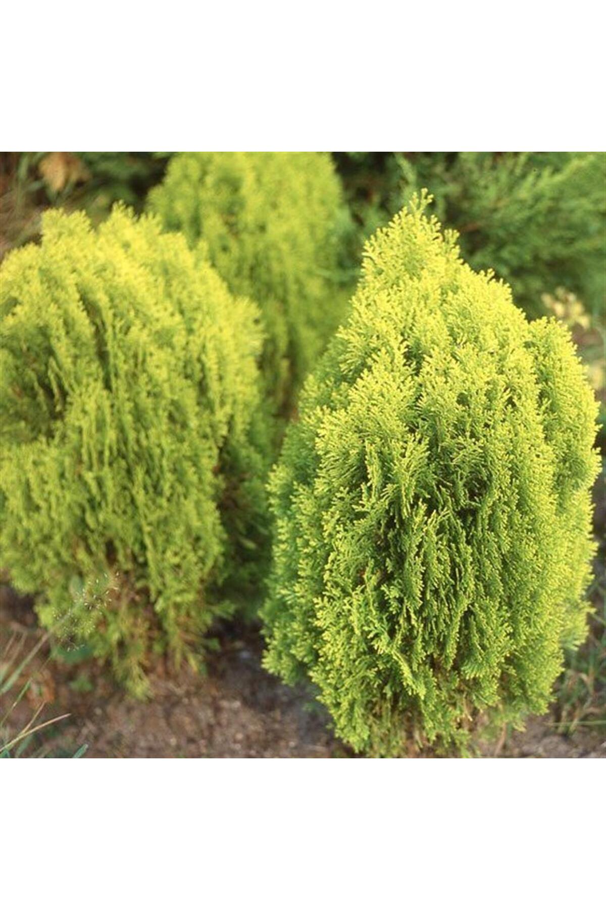 1001fidan Thuja Orientalis Compacta Aurea Nana Top Mazı Fidanı Fiyatı ...