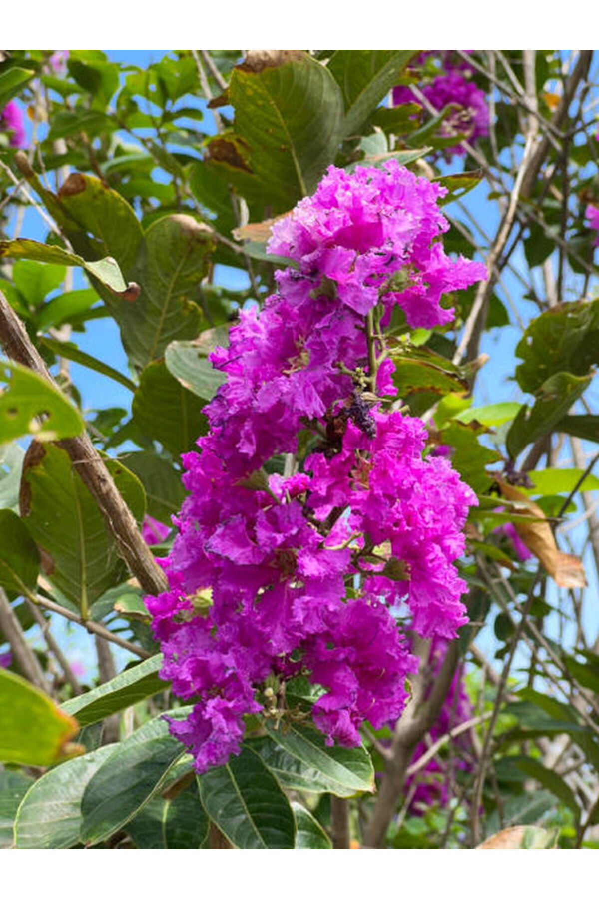 Bitkim Sende Videolu Pembe Oya Ağacı Fidanı 1 Adet Saksılı Dış Mekan ...