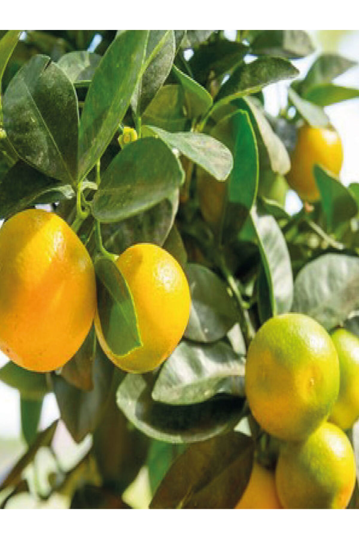 Bitkim Sende Videolu Ferah Kokulu 1 Adet Primasol Mandalina Fidanı 120 ...