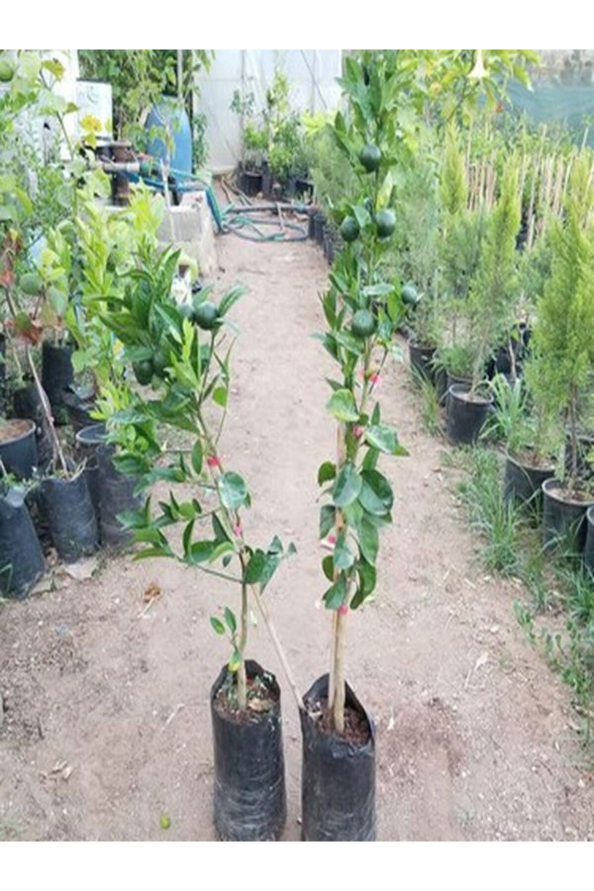 Bitkim Sende Videolu Ferah Kokulu 1 Adet Primasol Mandalina Fidanı 120 ...