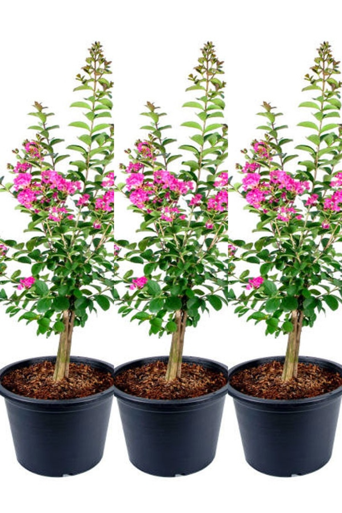 Bitkim Sende Videolu Pembe Çiçekli Oya Ağacı 3 Adet Saksıda 40-70cm Dış ...