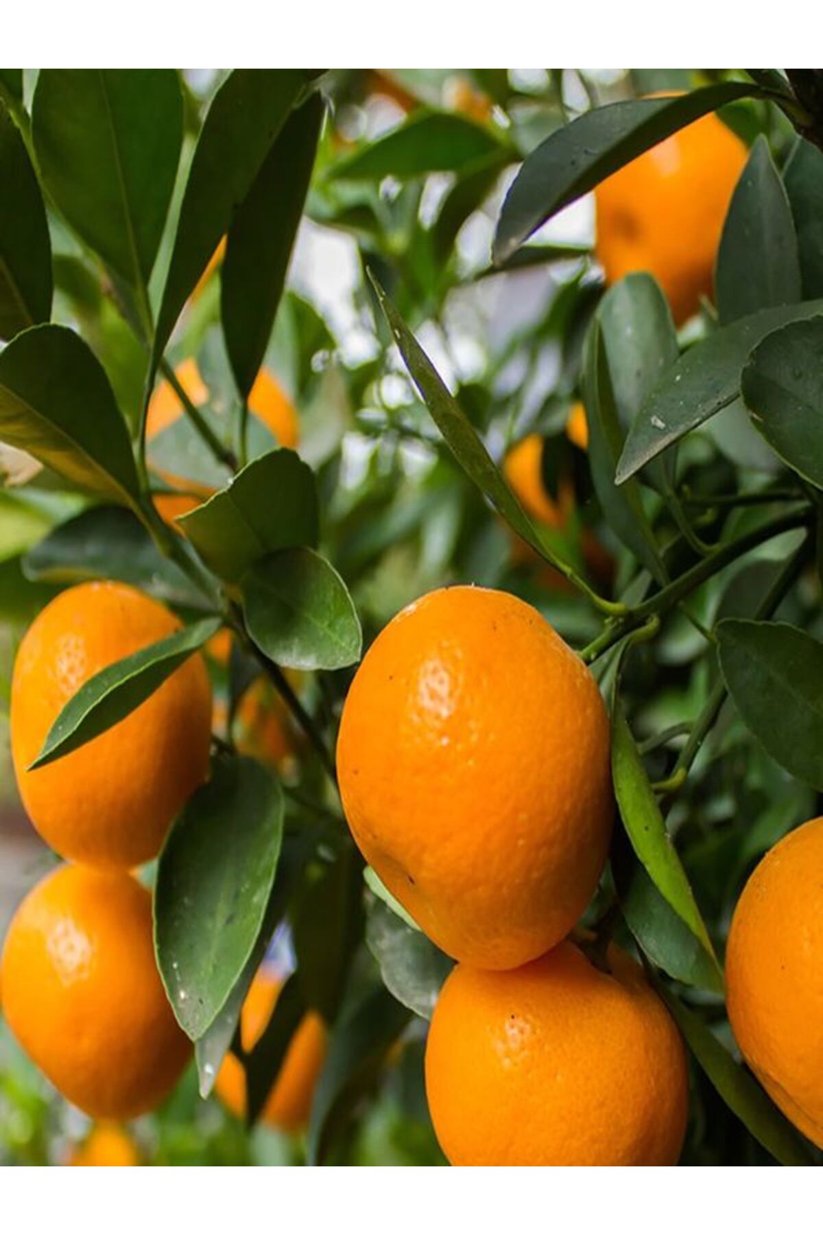 Bitkim Sende Videolu Ferah Kokulu 1 Adet Primasol Mandalina Fidanı 120 ...