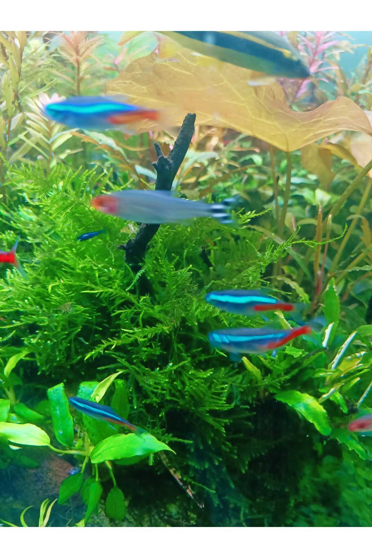 SS Oto Taxiphyllum alternans (Taiwan Moss) 5-7 gram CUP Canlı akvaryum ...