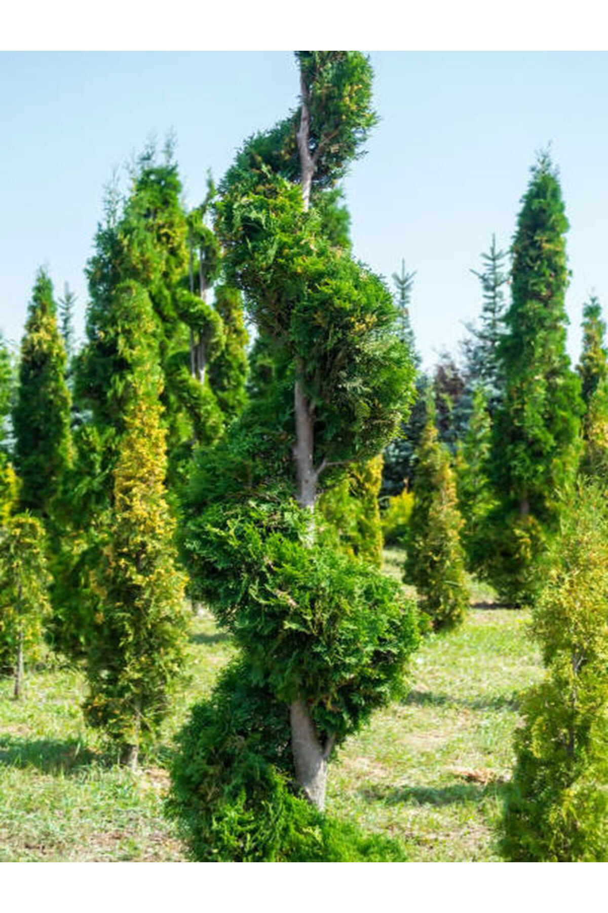 serada decor plant Videolu Leylandi Servi Bitkisi (50 70 CM) 1 Adet Dış ...