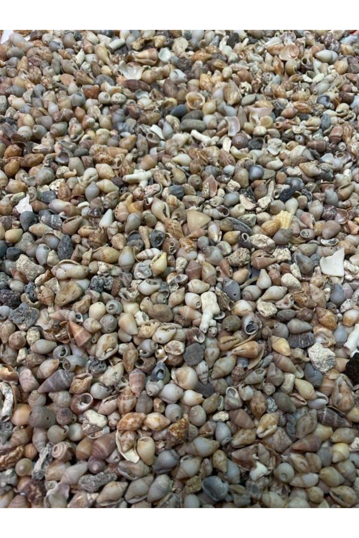 AHS 100 Adet Nassa Shell Doğal Deniz Kabuğu Süsleme Hediyelik Epoksi Malzemesi (BOYUT ORTALAMA 1 ...