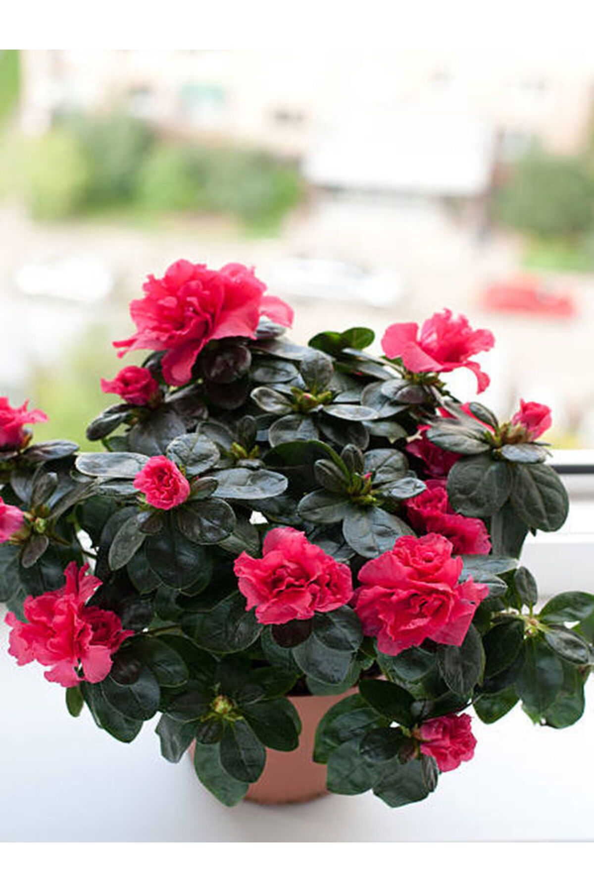 Bitkim Sende Videolu Koyu Pembe Açelya Çiçeği 1 Adet Saksılı 20 40cm Çiçekli Bitki Rhododendron