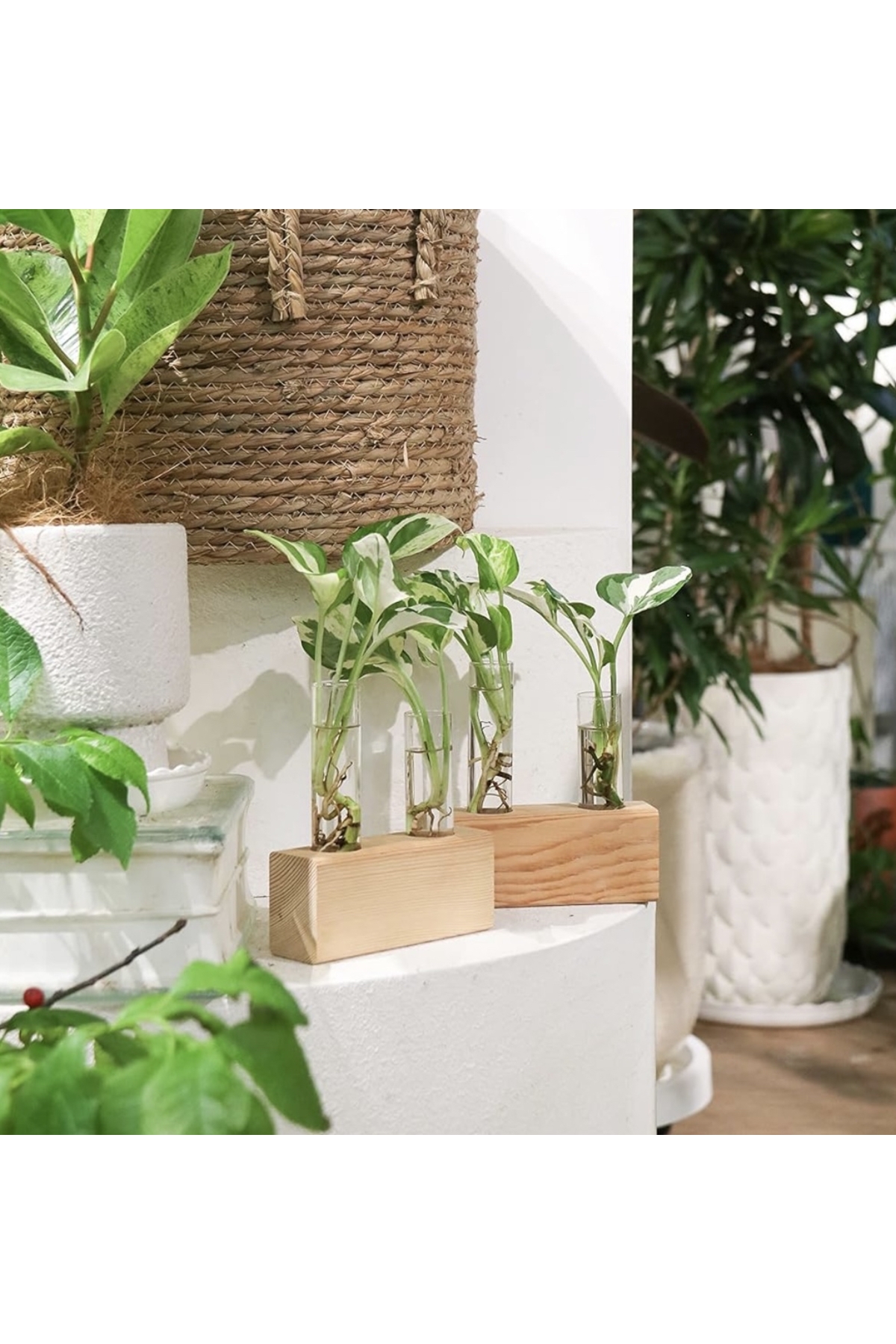 Bidolushop Fanus Deney Tüplü Dekoratif Çiçeklik Duvar veya Masa Üstü ...