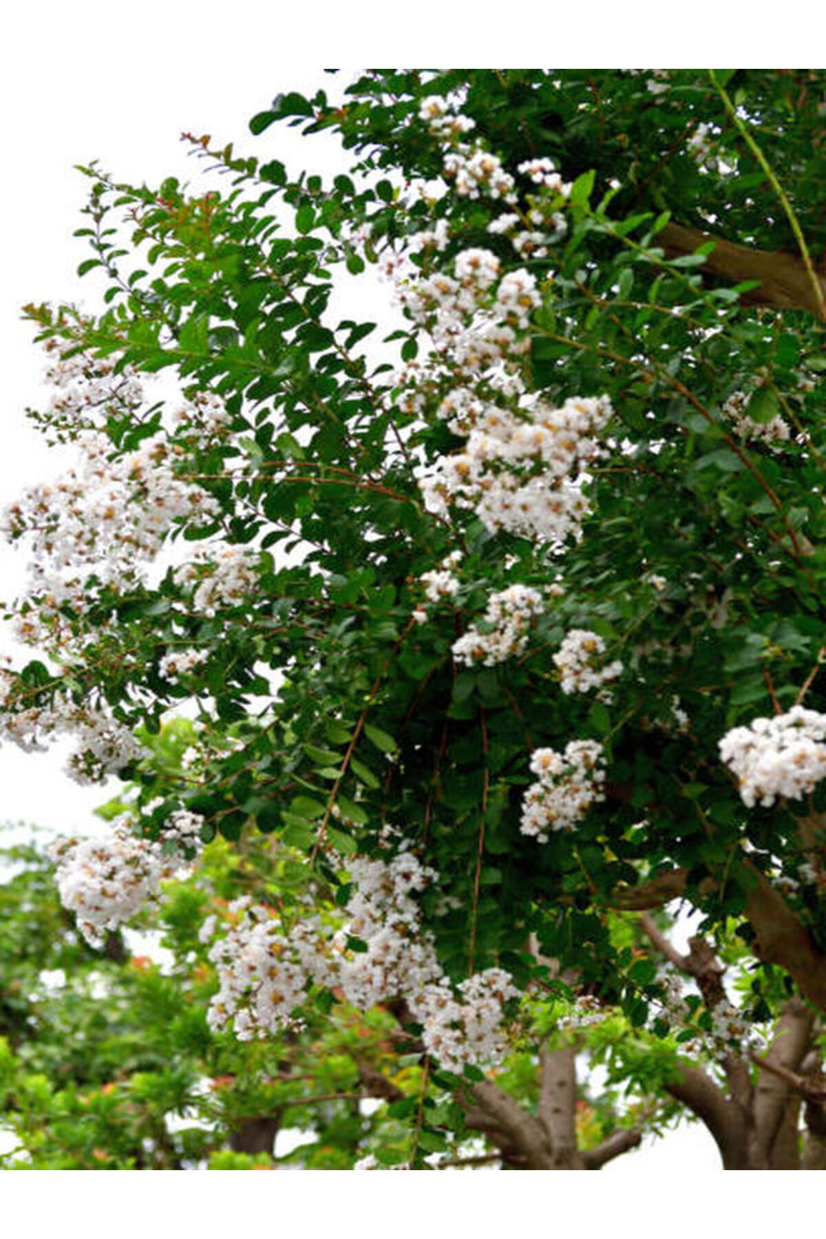 serada decor plant Videolu Beyaz Pembe Renkli Oya Ağacı Fidanı (60 80 ...