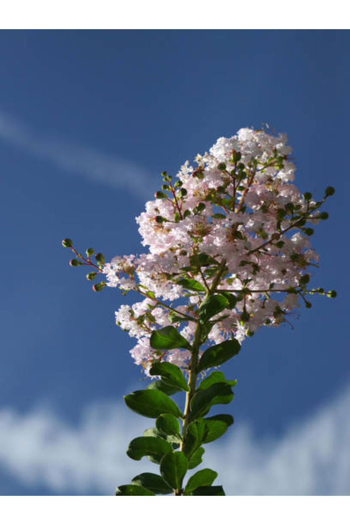 serada decor plant Videolu Beyaz Pembe Renkli Oya Ağacı Fidanı (60 80 ...