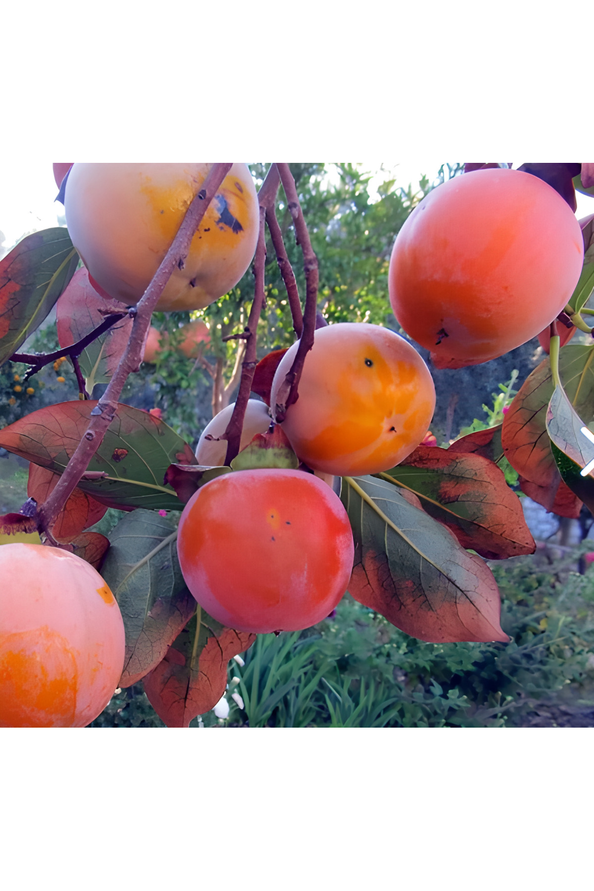 EVİM BAHÇEM Kakaolu Hurma Fidanı Tüplü 2-3 Yaş Trabzon Hurma Fidanı ...