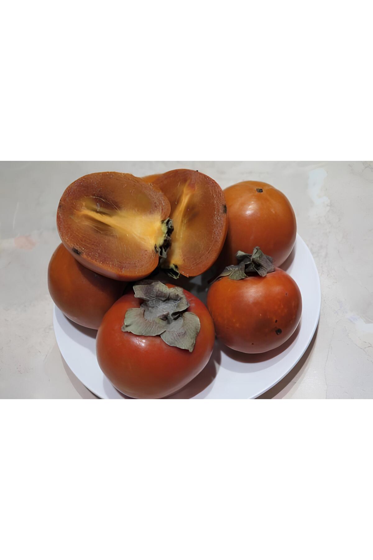 EVİM BAHÇEM Kakaolu Hurma Fidanı Tüplü 2-3 Yaş Trabzon Hurma Fidanı ...