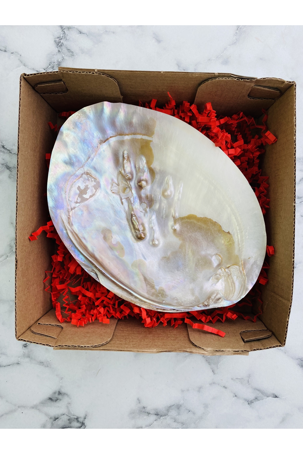 KENT BAHÇESİ Istiridye Tütsülük - Incili Deniz Kabuğu - Macabe ...