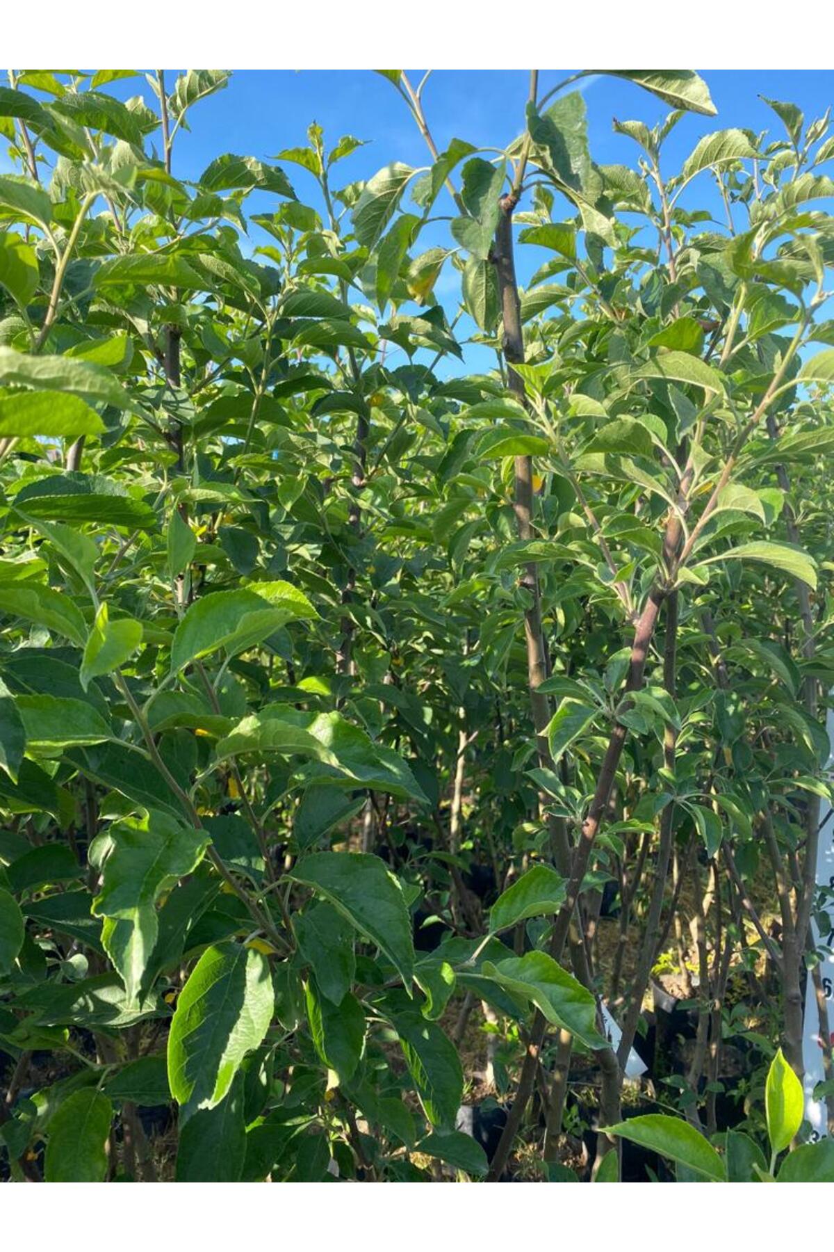 Smargat (2 ADET) Tüplü 3 Yaş Amasya Elma Fidanı Aşılı Amasya Elma-150-180cm Fiyatı, Yorumları ...