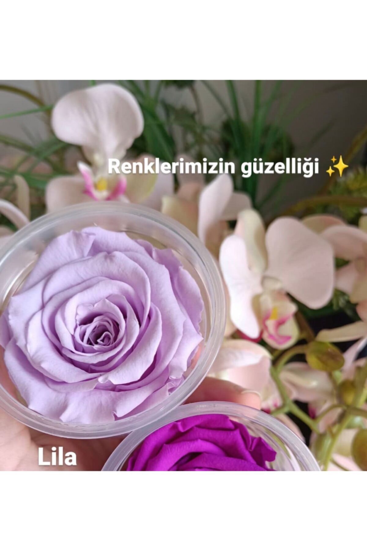 MELT HOME DESİGN Lila Solmayan Ekvator Gülü Fiyatı, Yorumları - Trendyol