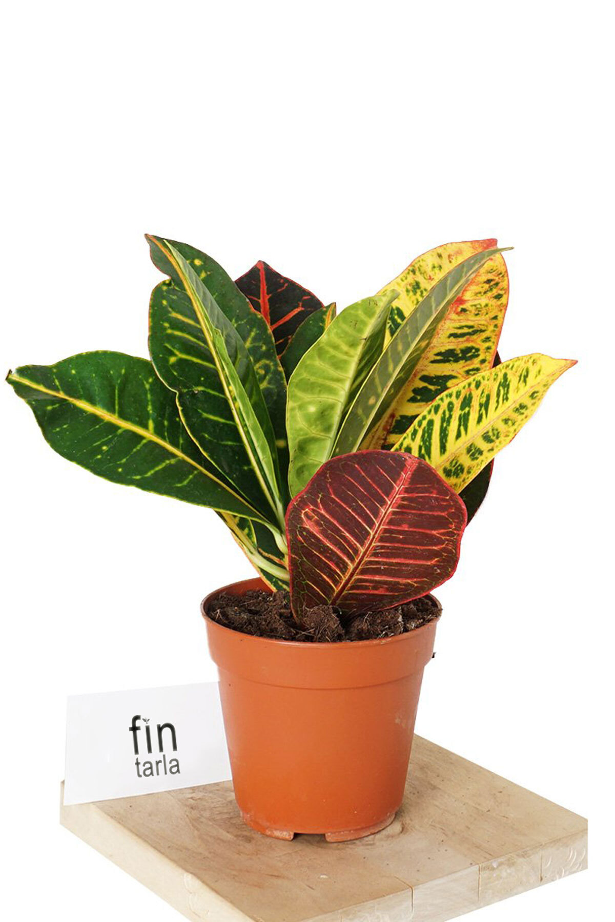 Fintarla Mini Croton Petra (Kraton Bitkisi) 25-30 cm Salon Bitkisi ...