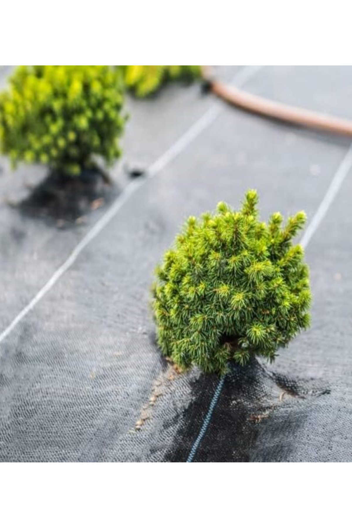 MGF PLAST 1mt X 10 Mt. Kumaş Sera Taban Yabani Ot Örtüsü Jüt Peyzaj ...