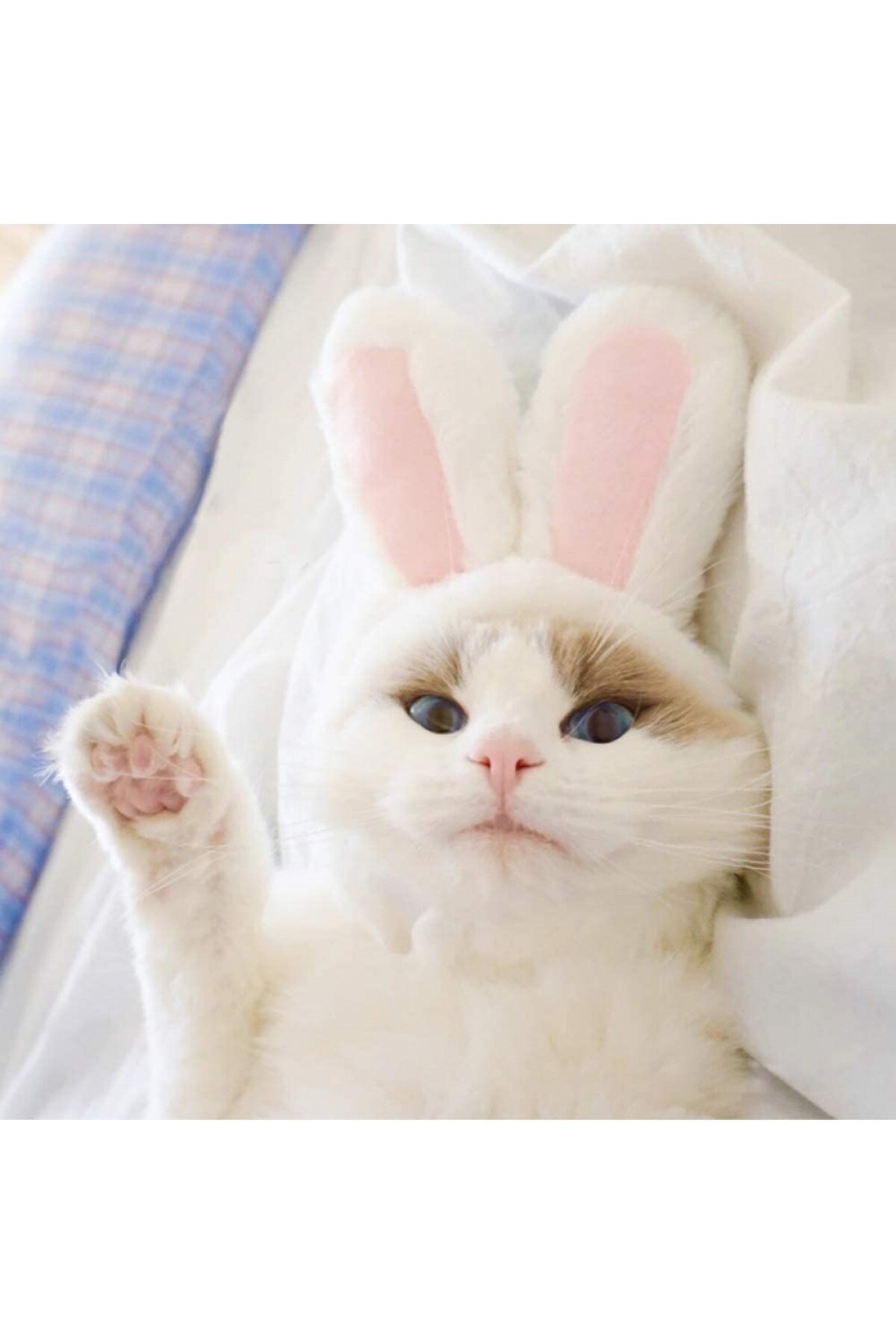 BUSHOP Tavşan Kulaklı Kedi Şapkası -peluş Başlığı-yumuşak Kumaş Fiyatı ...