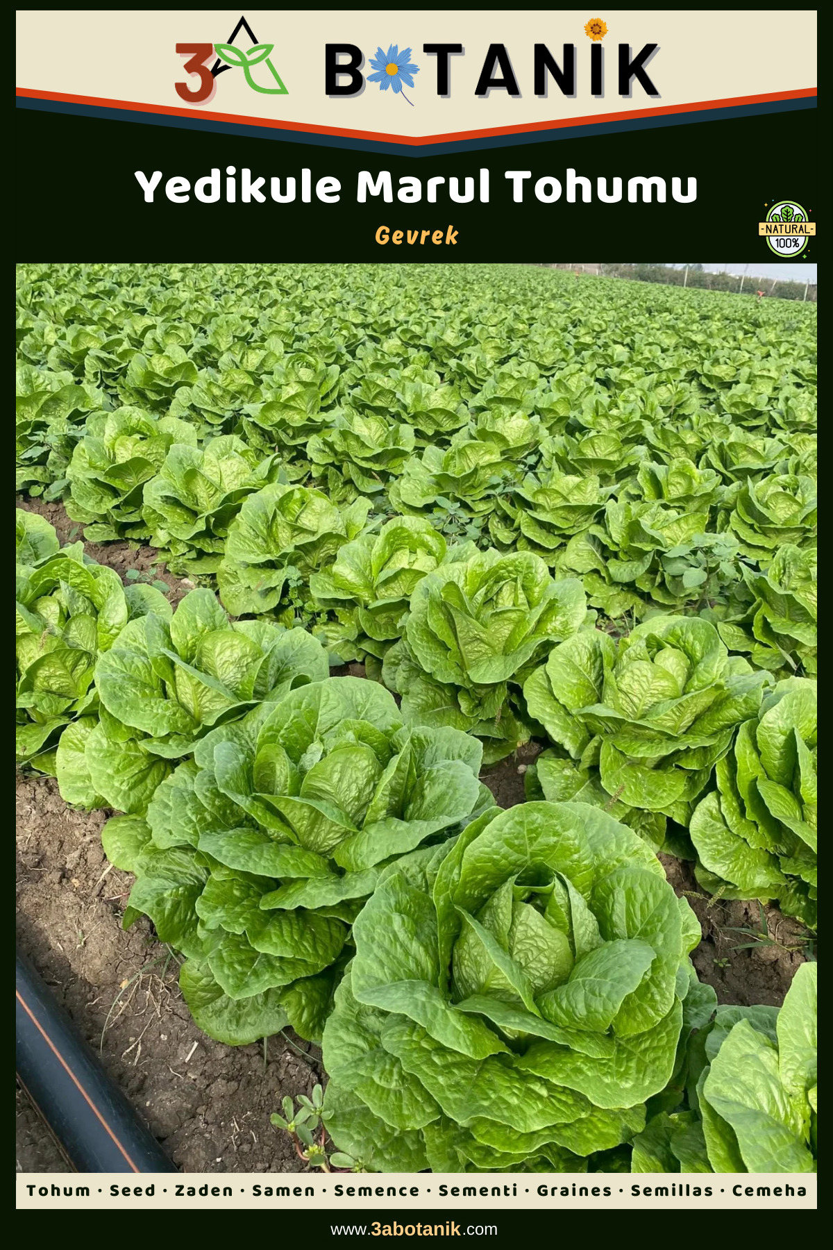 3A BOTANİK Yedikule Marul Tohumu, Yerli ve Sürdürülebilir Tohum, 5 Gram ...