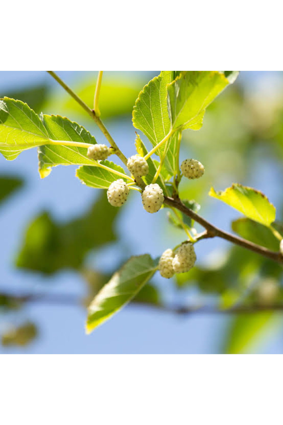 Akyurt Tarım Peyzaj Aşılı Beyaz Dut Fidanı Yarı Bodur Tüplü Bol ...