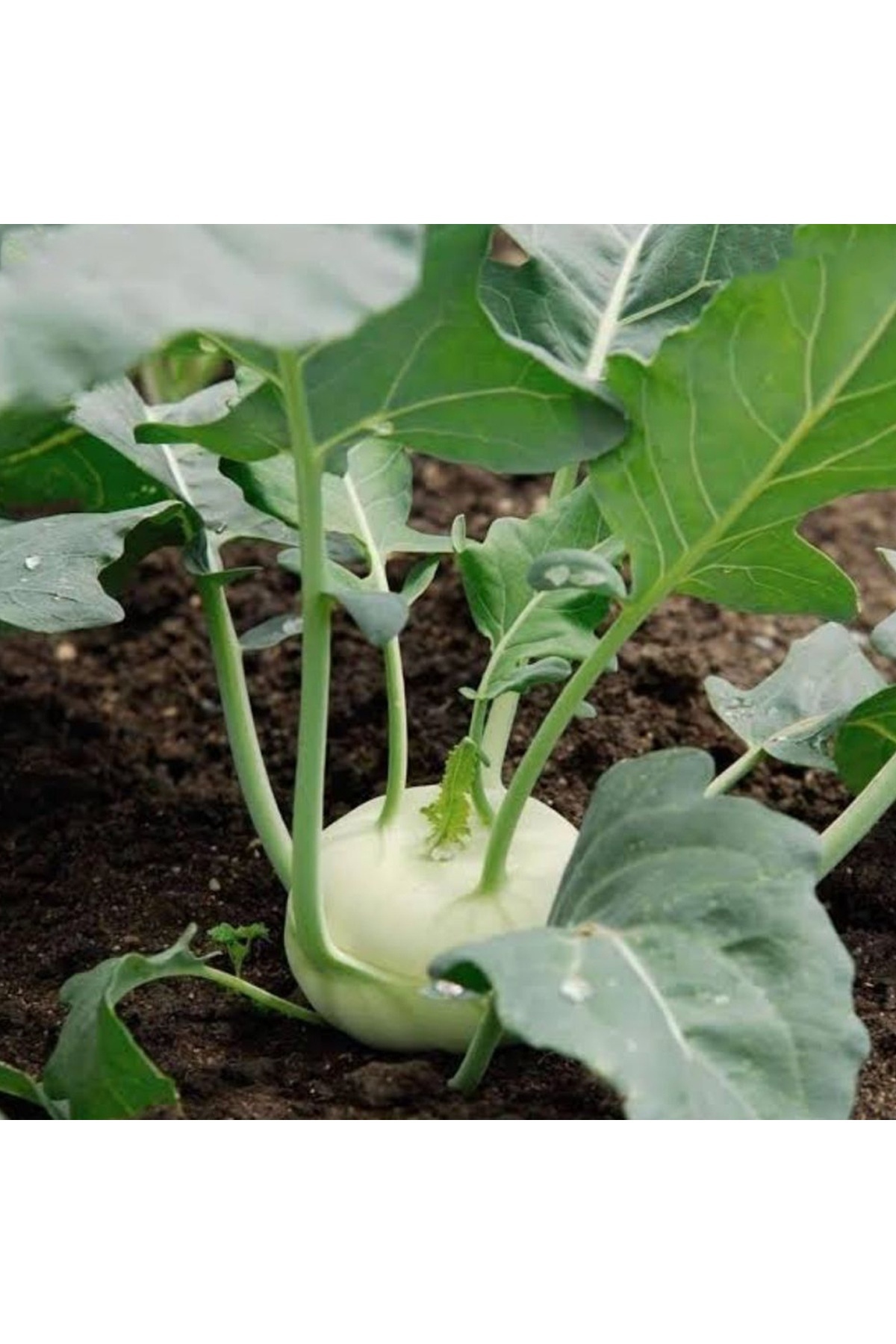 Ziraat Evim Alabaş Turp Tohumu 100 Adet Fiyatı, Yorumları - Trendyol