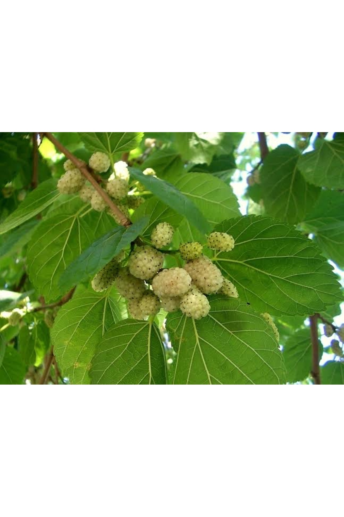 Akyurt Tarım Peyzaj Aşılı Beyaz Dut Fidanı Yarı Bodur Tüplü Bol ...