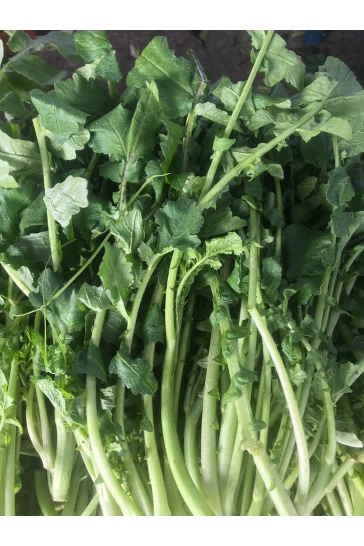 Sade Aile Turp Otu (1 KG) - Fiyatı, Yorumları