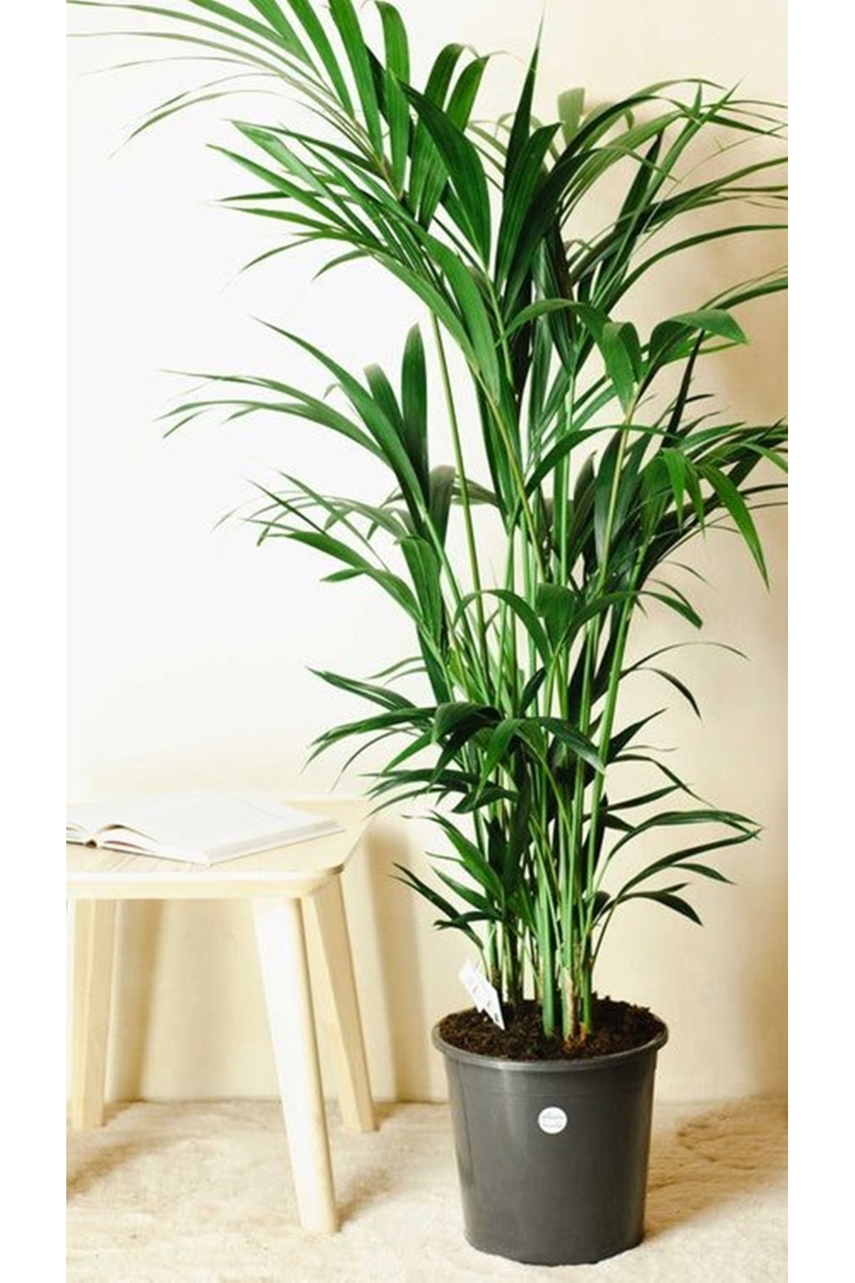 Green Flora Salon Bitkileri Areka Palmiyesi Ev Ofis Salon Bitkisi 100 ...