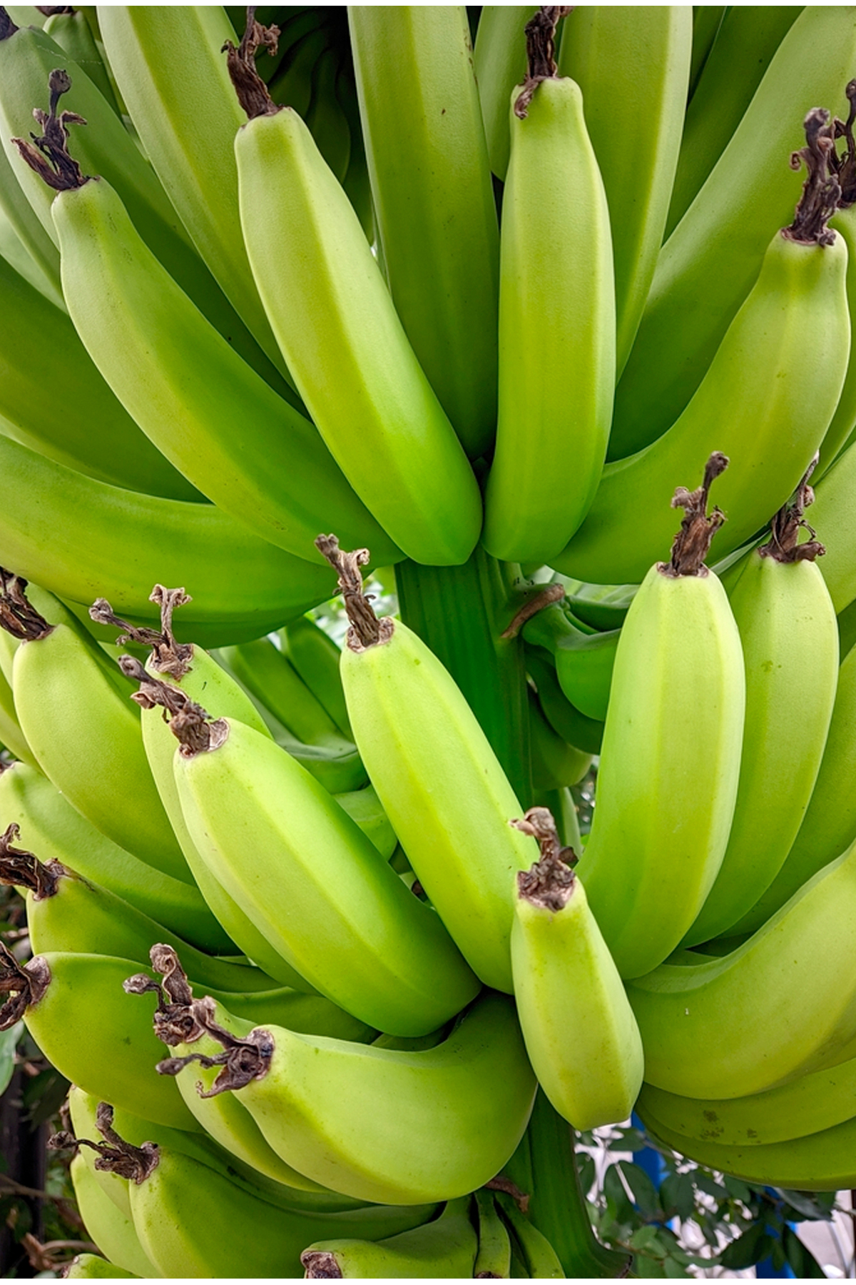 ECOLIFE TROPICAL ANAMUR Paketi - 1 kg Anamur Muz + 1 kg Limon + 1 kg Portakal Fiyatı, Yorumları ...