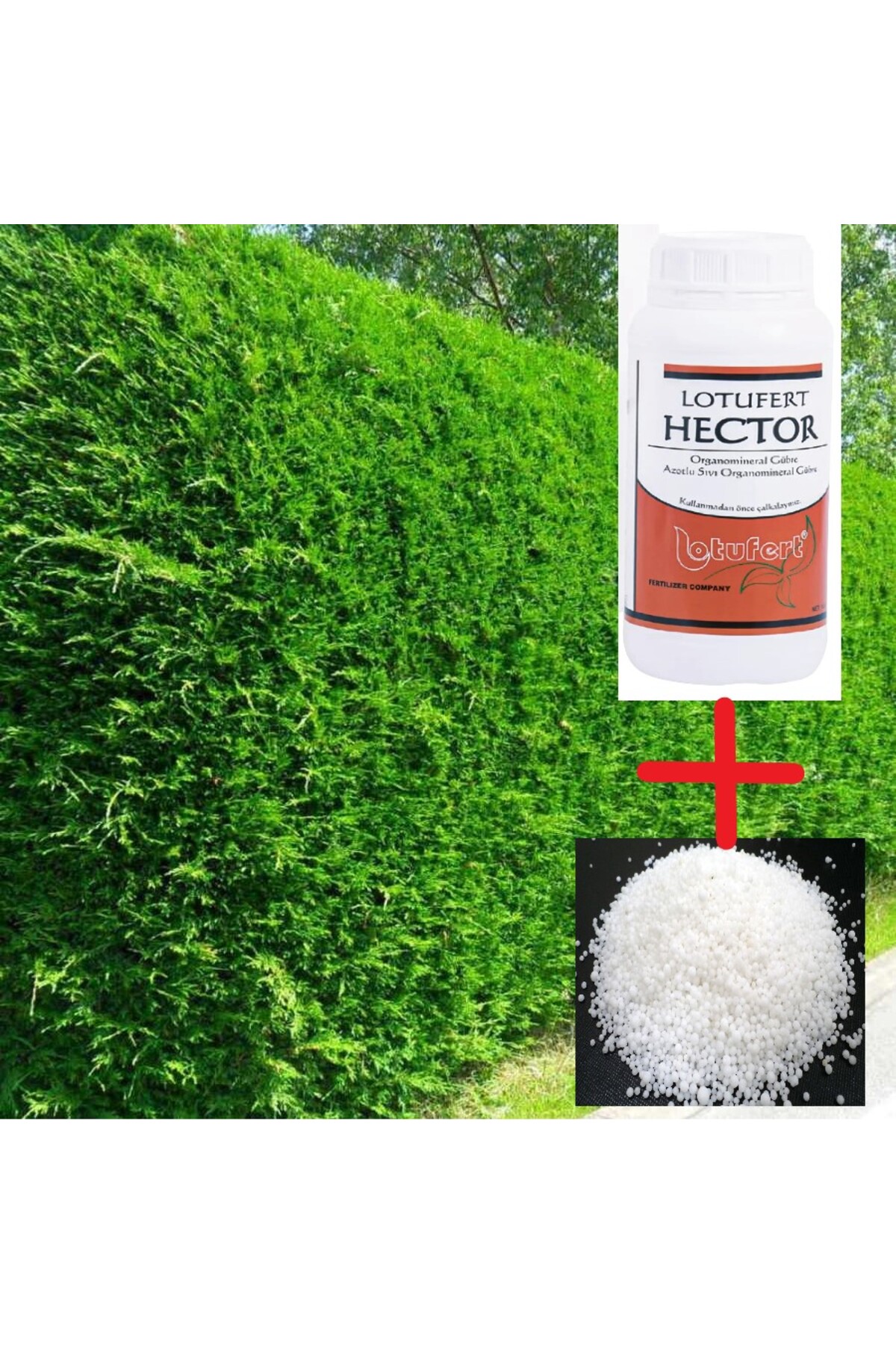 Lotufert Leylandi - Servi - Çam Coşturan Çit Ve Duvar Bitkisi Özel ...