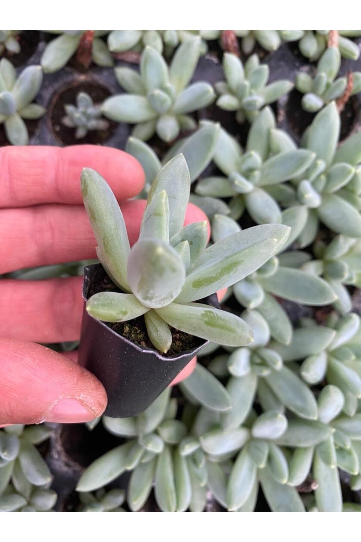Ravza Çiçekçilik Pachyphytum Compactum Little Jevel ( Fidesi) Dolgun Ve ...
