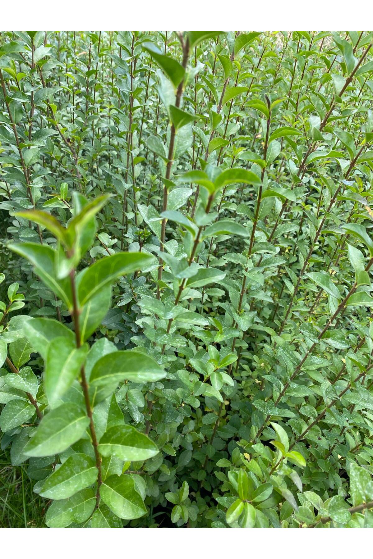 chngrpeyzaj 20 Ader Kurtbağrı Ligustrum Çit Bitkisi Duvar Bitkisi ...