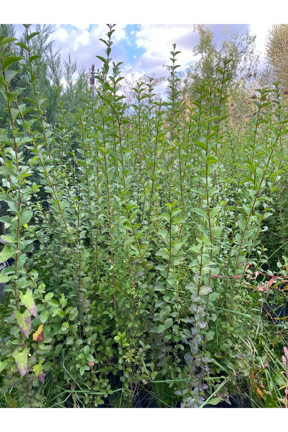 chngrpeyzaj 20 Ader Kurtbağrı Ligustrum Çit Bitkisi Duvar Bitkisi ...