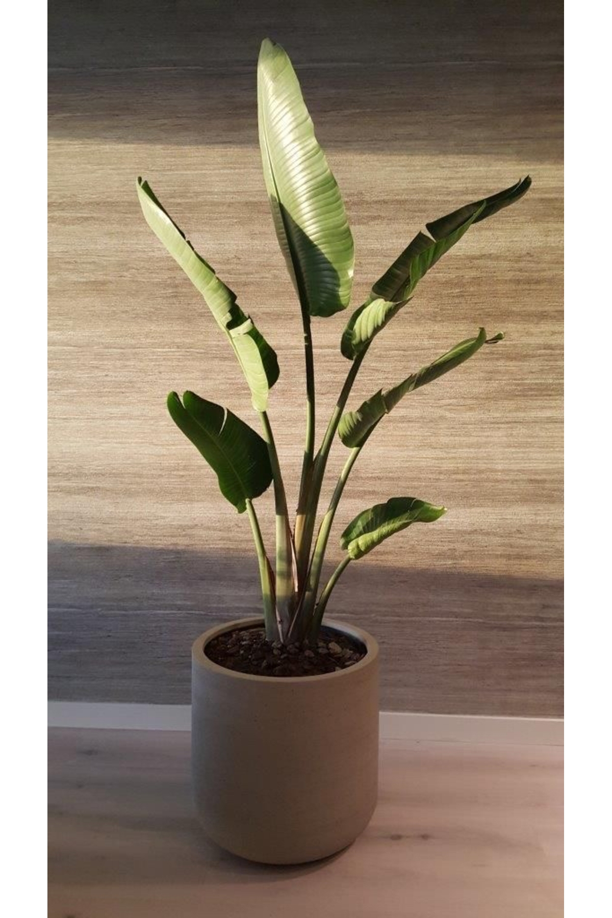 Su Plant Starliçe Cennet Kuşu Çiçeği - Strelitzia Nicolai Canlı Salon ...