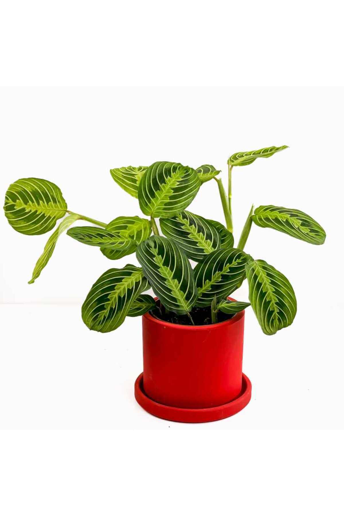 Fidanburada Maranta Leuconeura Lemon Lime - Dua Çiçeği Ruby Kırmızı ...