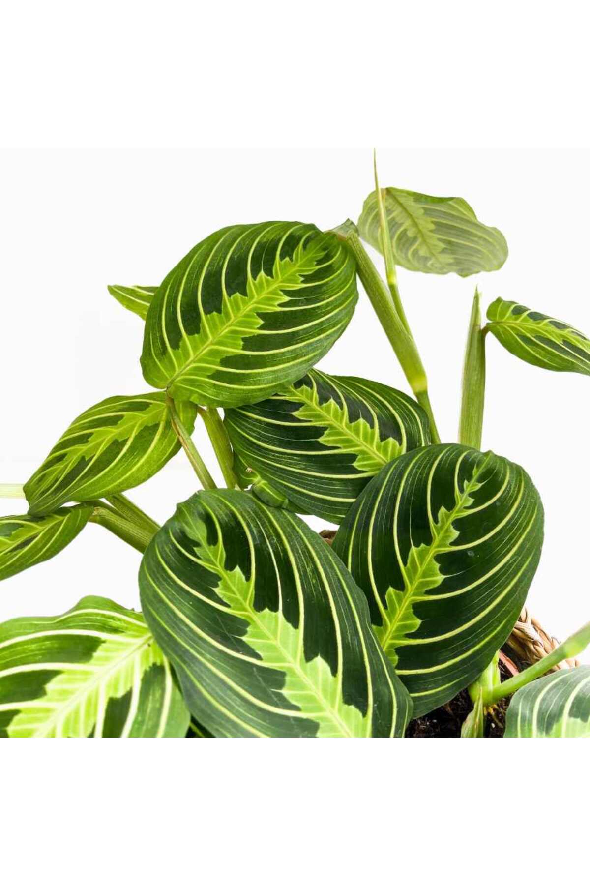 Fidanburada Maranta Leuconeura Lemon Lime - Dua Çiçeği Ruby Kırmızı ...