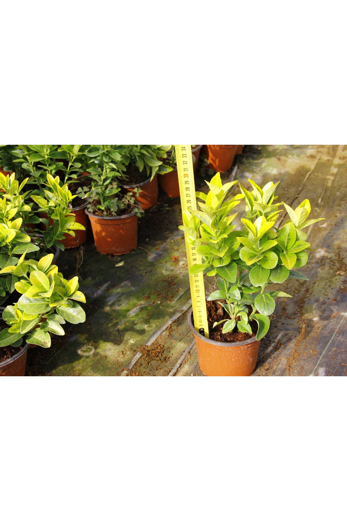 tnc garden groups Gold Taflan (EUONYMUS JAPONİCA AUREA) Sarı Çit ...