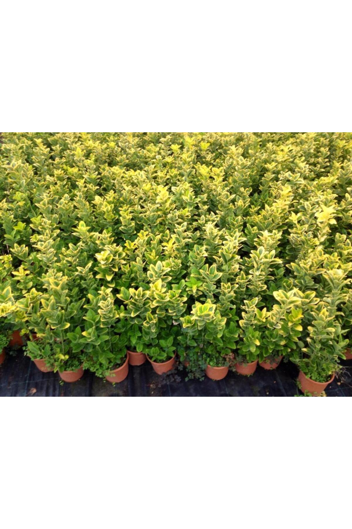 tnc garden groups Gold Taflan (EUONYMUS JAPONİCA AUREA) Sarı Çit ...