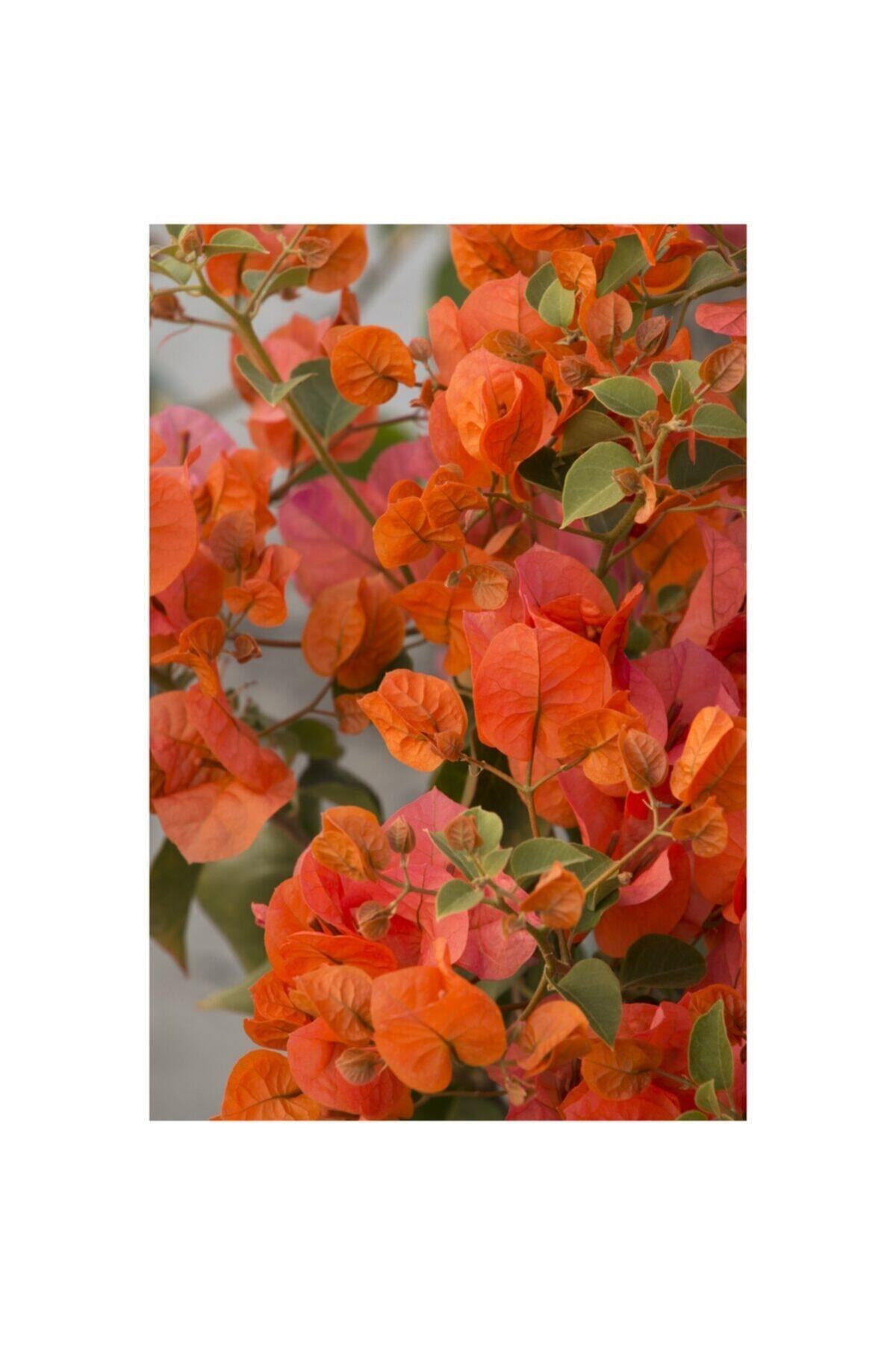 serada decor & plant Nadir Bulunan Turuncu Begonvil Sarmaşığı 40-50 Cm ...