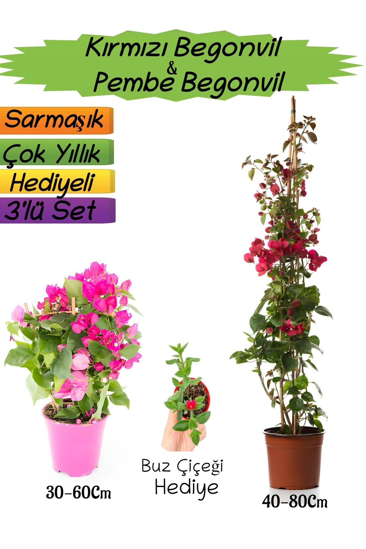 Bitkim Sende Kırmızı Renk Begonvil+Pembe Begonvil+Buz Çiçeği Hediyeli 3 ...