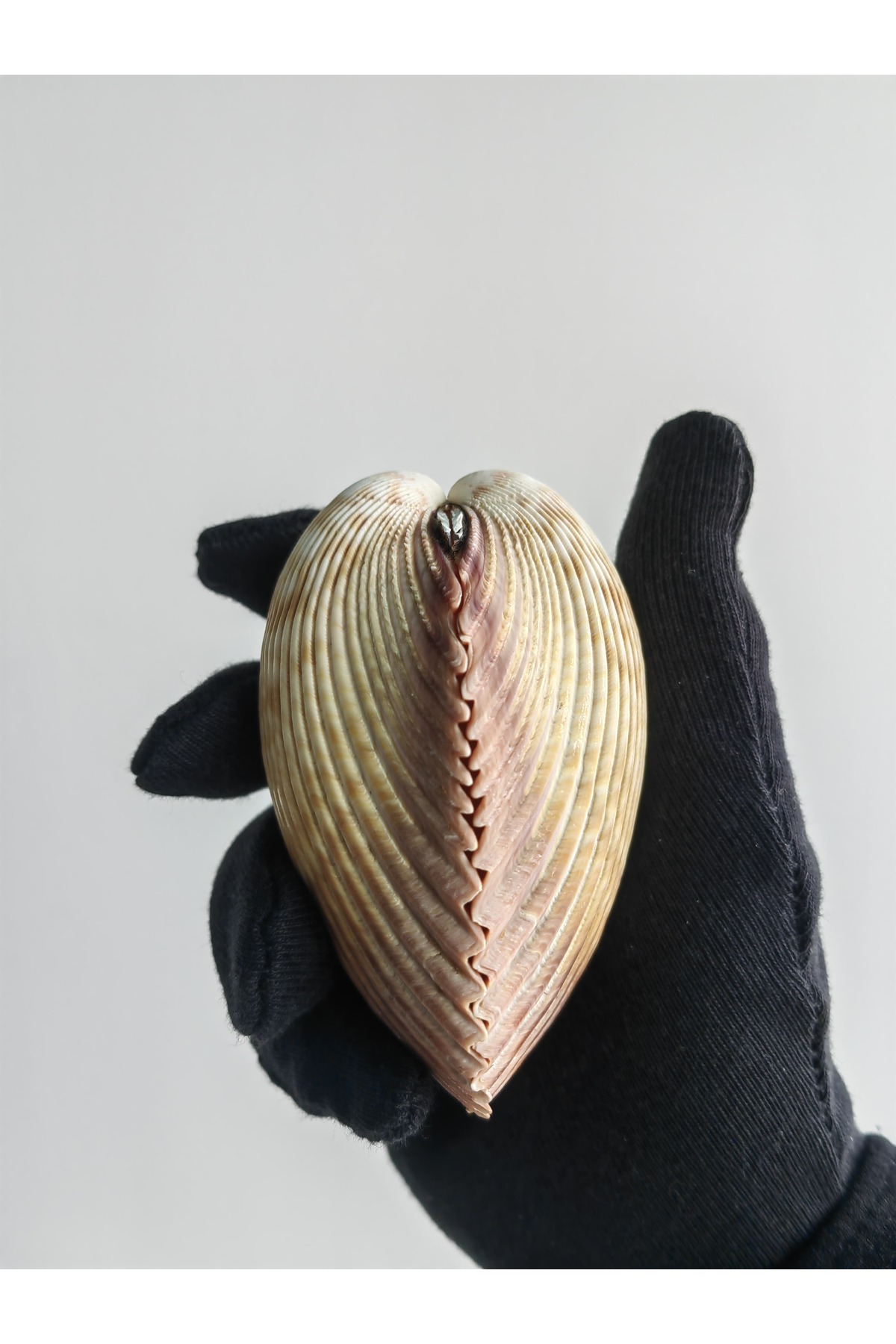 Seashell Rio Deniz Kabuğu : Vasticardium Elongatum / 1 Adet / 8 -12 Cm / Kapaklı Fiyatı ...