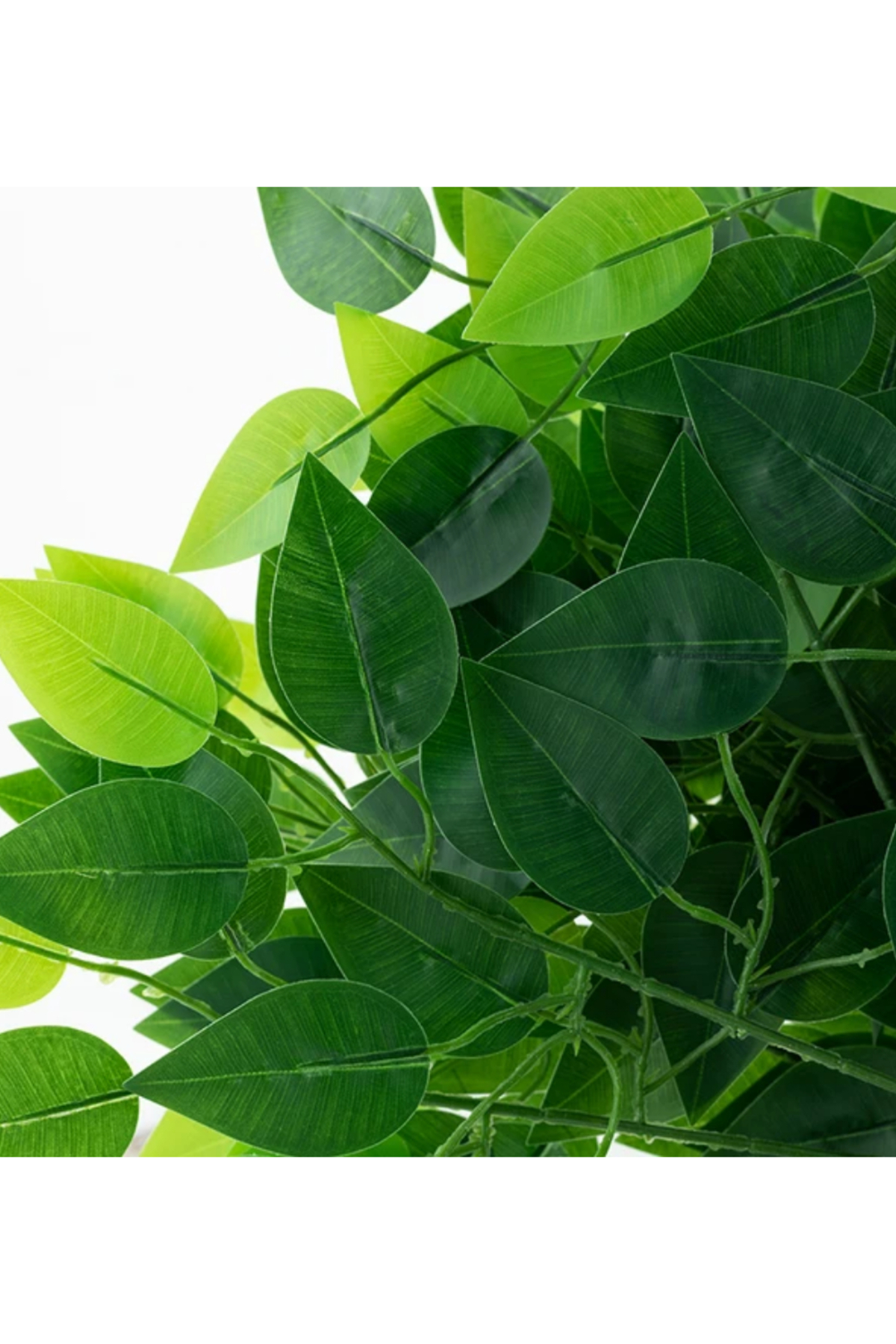MD Aspiz Flowers 12 Yapay Yeşil Benjamin Yaprağı Ağaç Yaprağı ...
