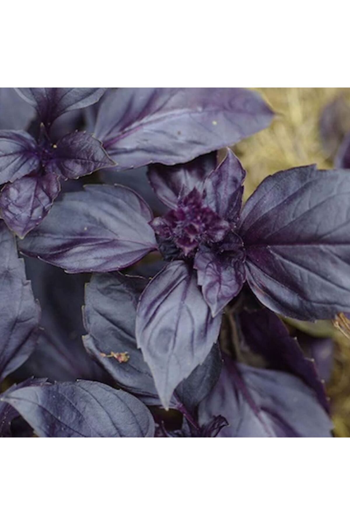 AGRODAL TARIM Ata Tohumu Yerli Doğal Kokulu Mor Reyhan Turan 1000 Adet ...