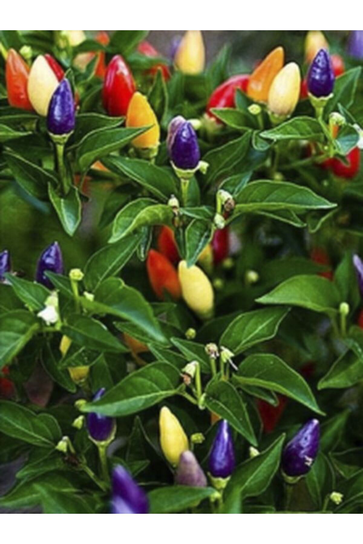 serada decor plant 4 Adet Yeşil Tatlı Kıl Biber Fidesi ( Tohum Değildir ...